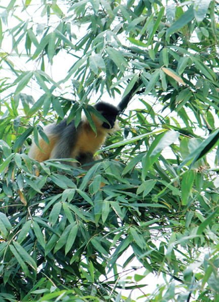 South West Khasi Hills eager to keep rare langur safe | Highland Post