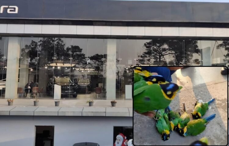 Bird-glass collision | Highland Post